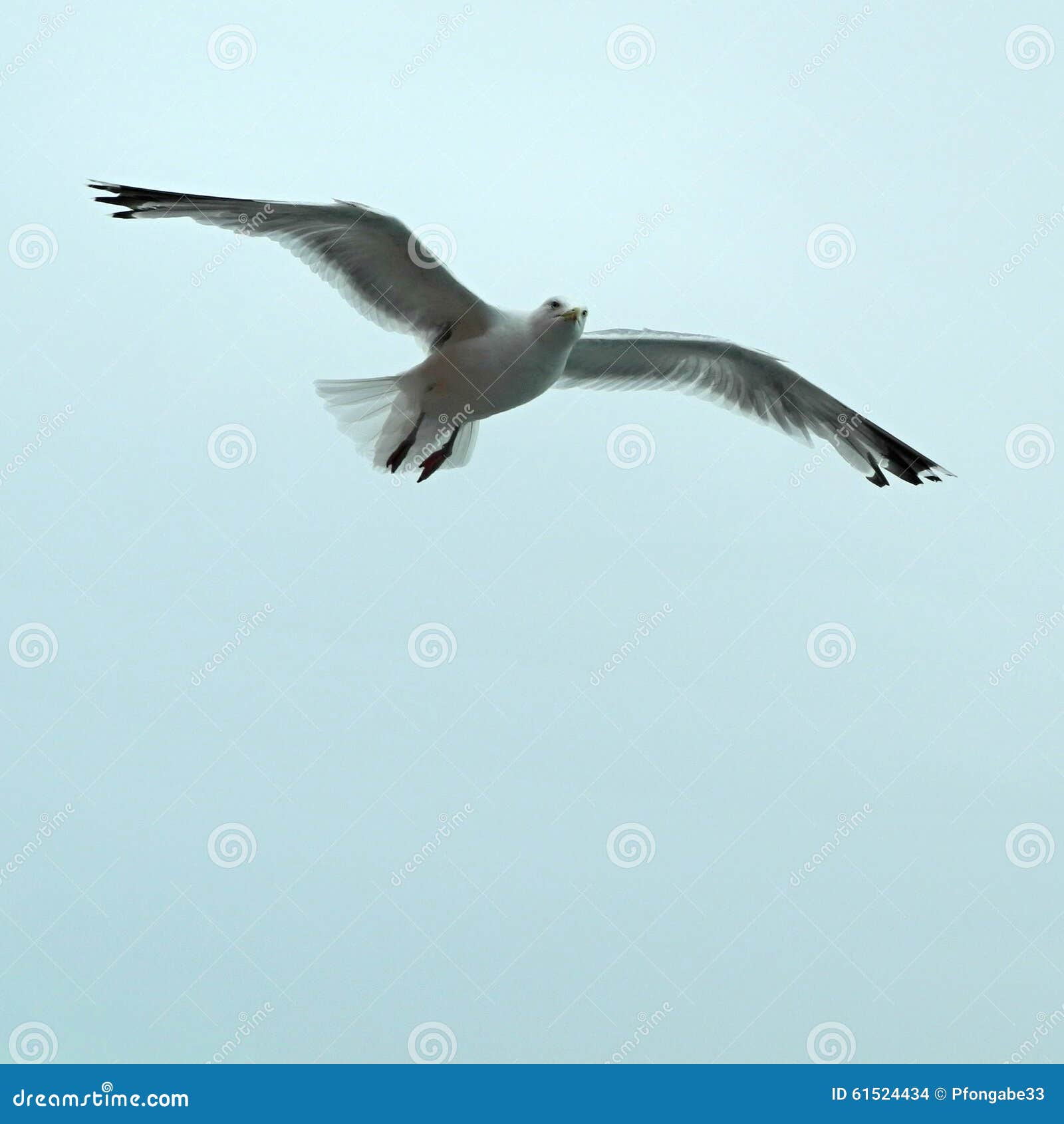 Laridae Seagull in Flight Wings Wide Open Stock Photo - Image of ...