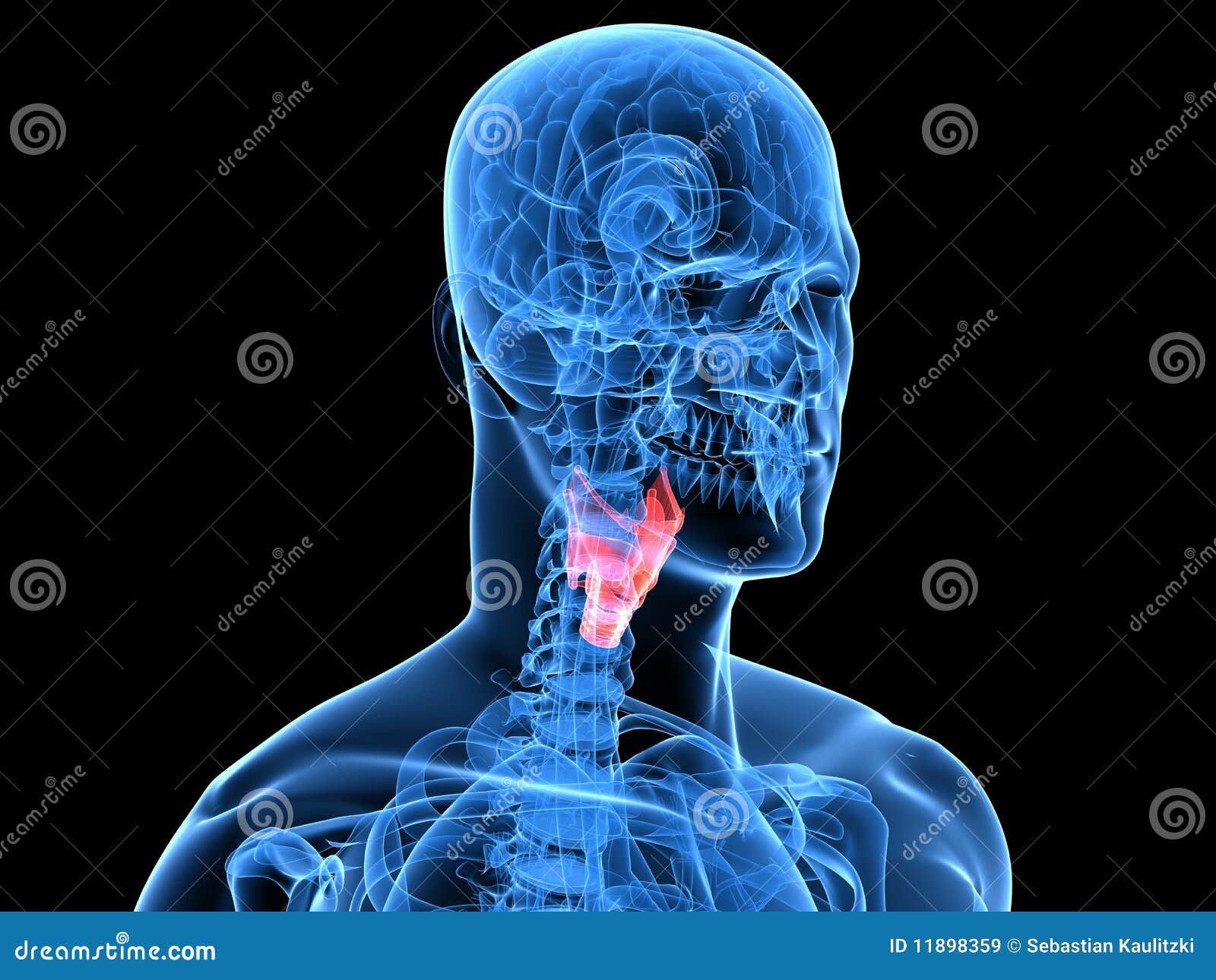 Laringe destacada stock de ilustración. Ilustración de laringe - 11898359