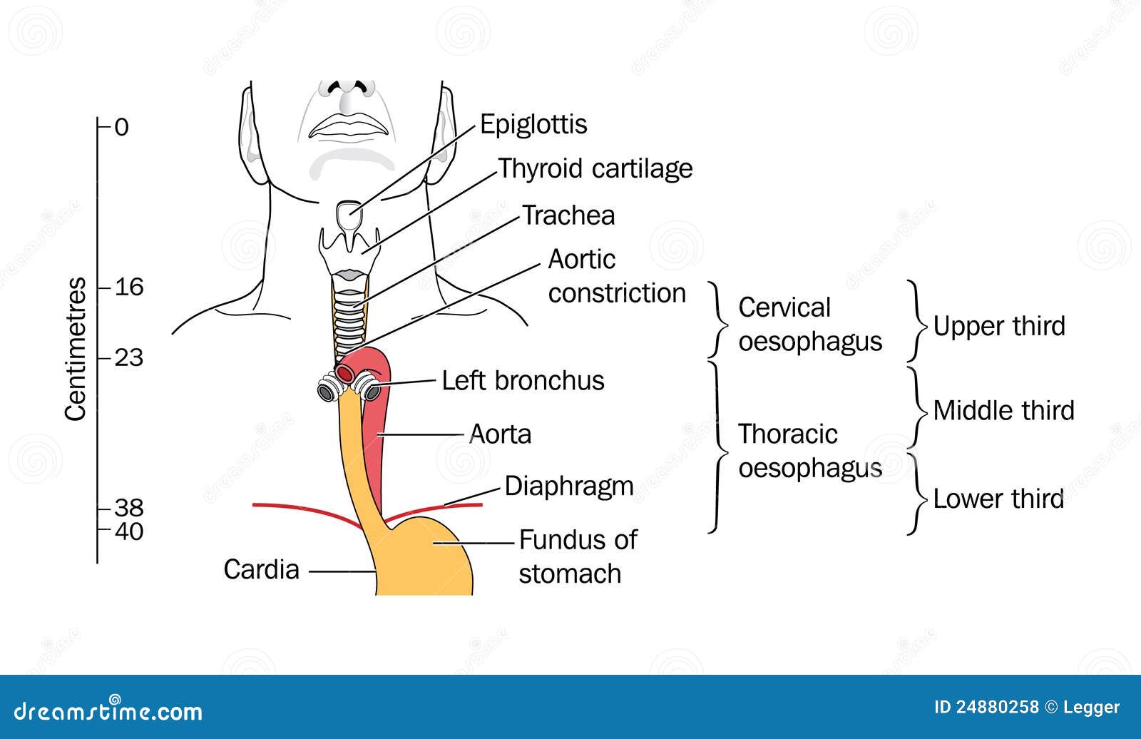 A laringe e a traqueia ilustração do vetor. Ilustração de cervical ...