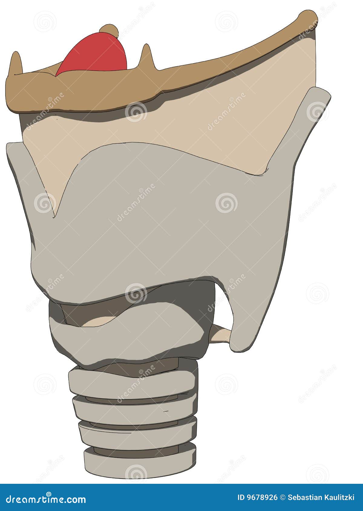 Laringe humana ilustración del vector. Ilustración de hueso - 9678926