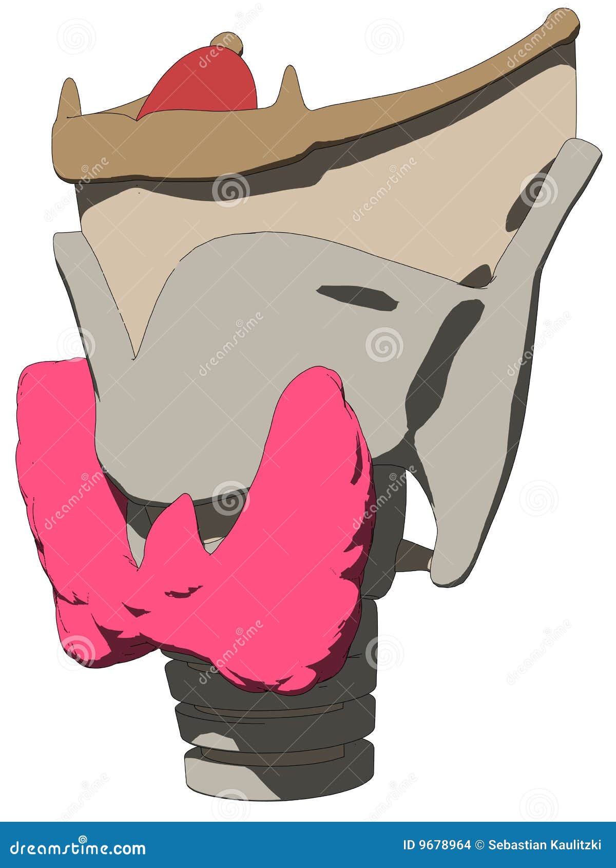 Laringe humana ilustração do vetor. Ilustração de vestibular - 9678964