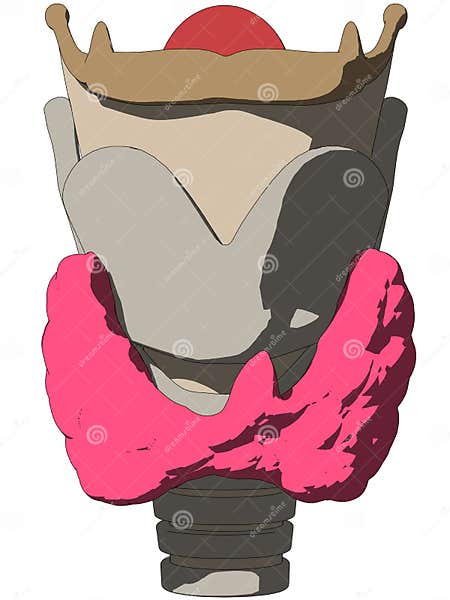 Laringe humana ilustración del vector. Ilustración de epiglotis - 9678987