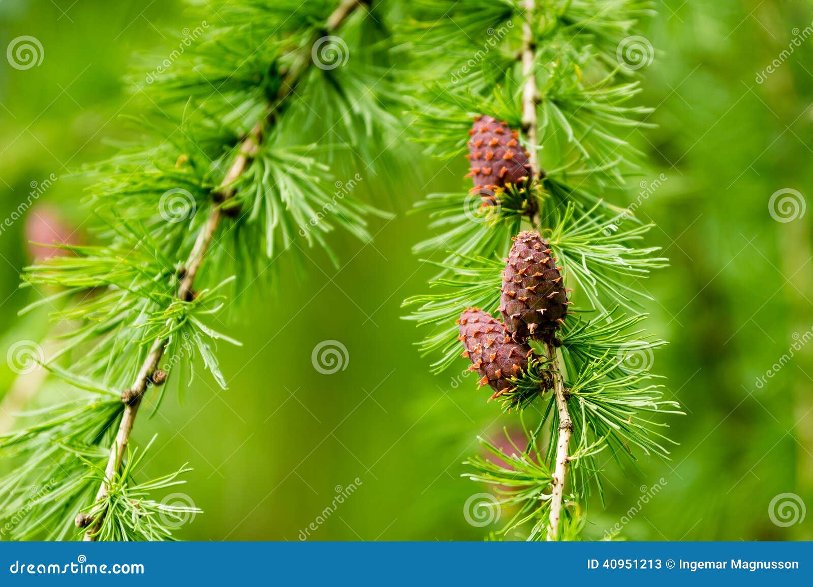 Larix Decidua, Larice Europeo Immagine Stock - Immagine di conifera, larice: 40951213