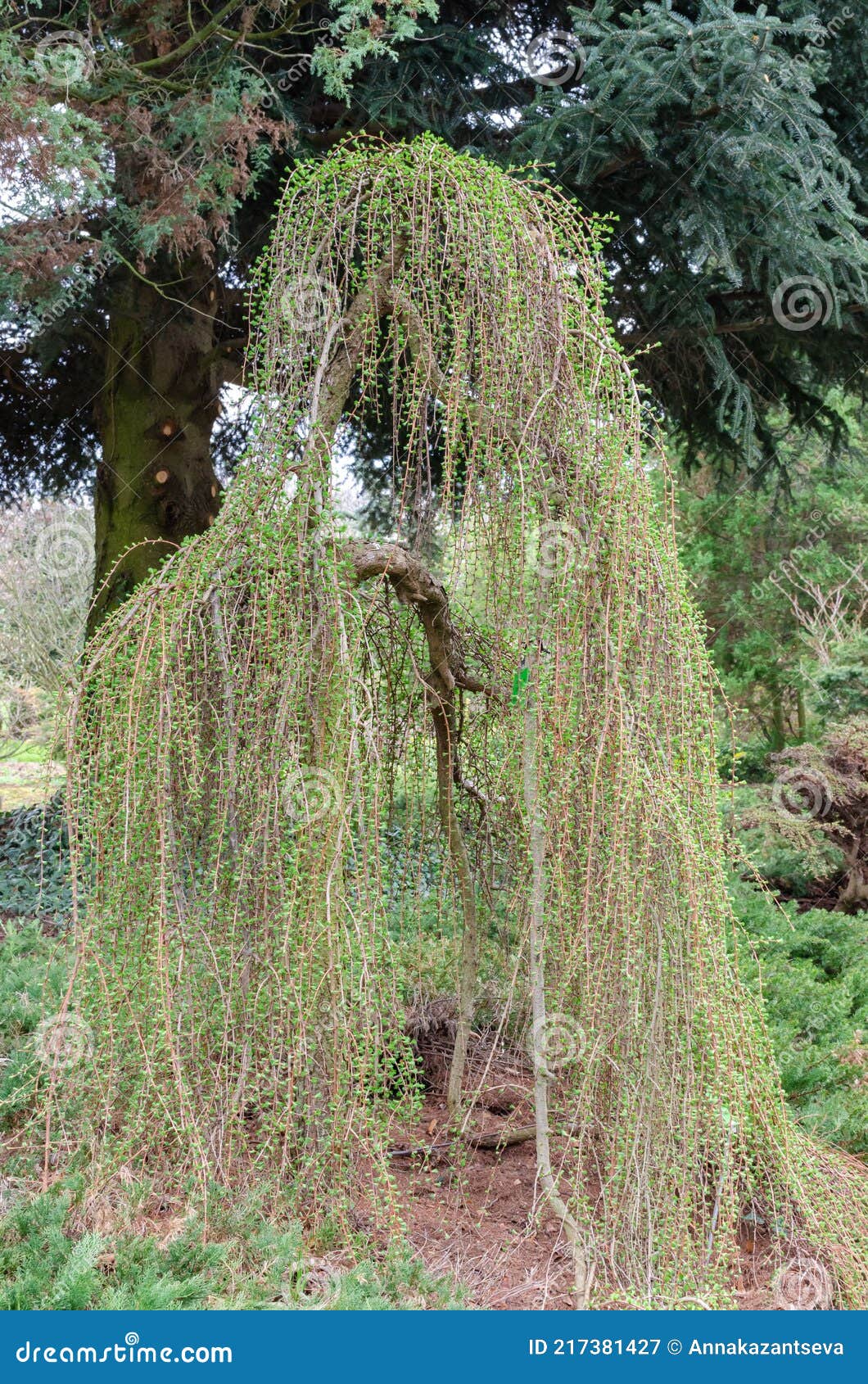 Larix Kaempferi Stiff Weeping Stock Image - Image of coniferous ...