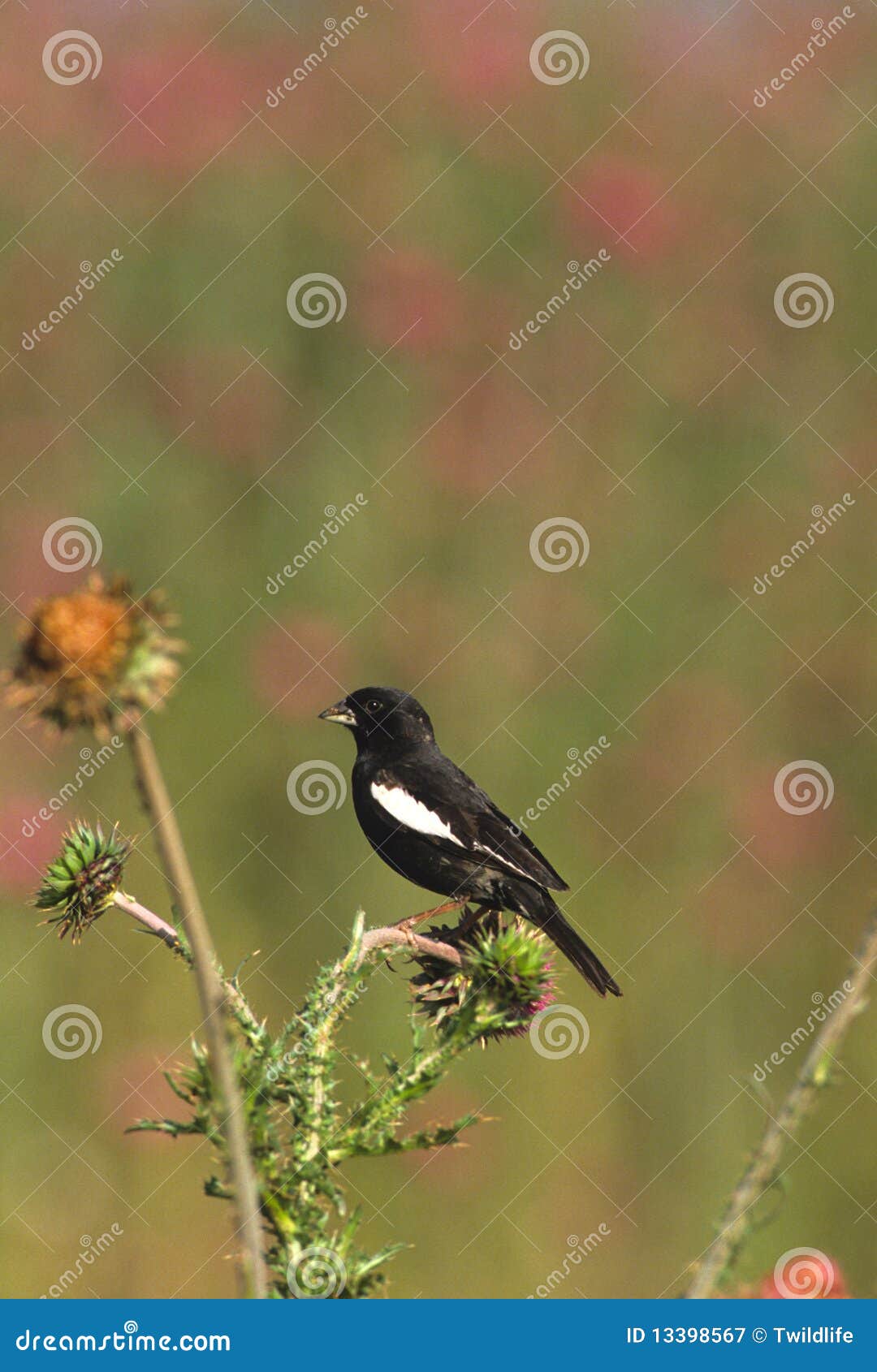 Lark Bunting stock image. Image of lark, bunting, wild - 13398567