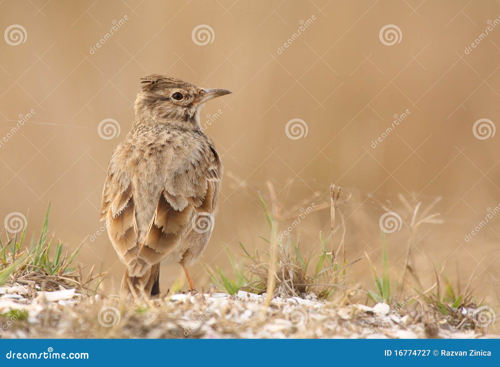 Lark Crestato (cristata Di Galerida) Immagine Stock - Immagine di ...