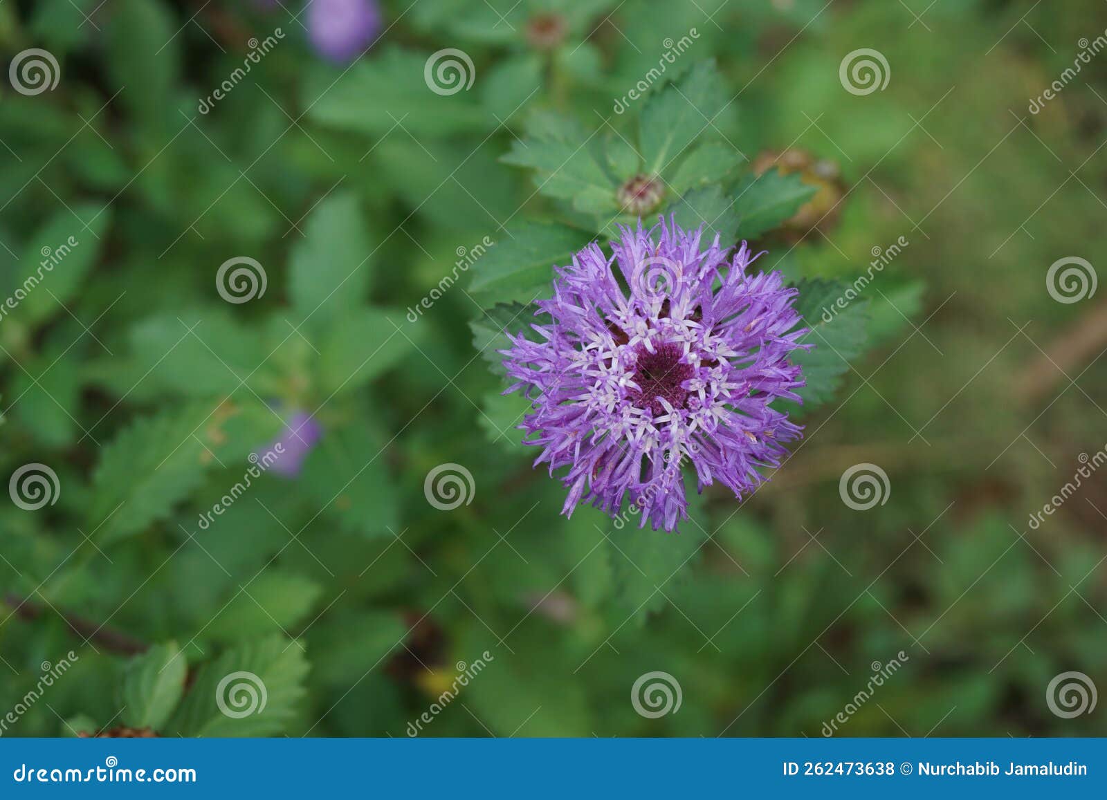 Lark Daisy Bloom, Centratherum Punctatum (Brazilian Button) Stock Photo ...