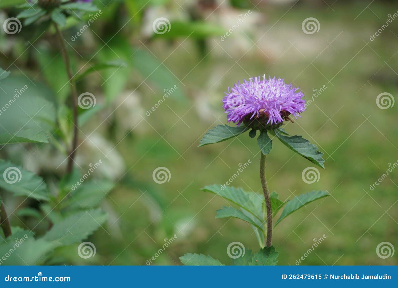 A Lark Daisy Bloom, Centratherum Punctatum Stock Image - Image of ...