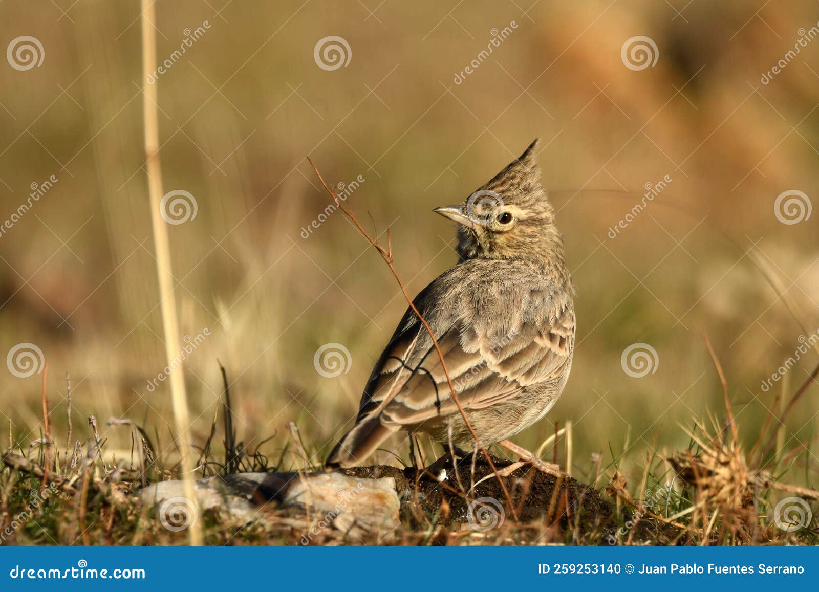 Lark in the Field in Autumn Stock Photo - Image of claws, river: 259253140