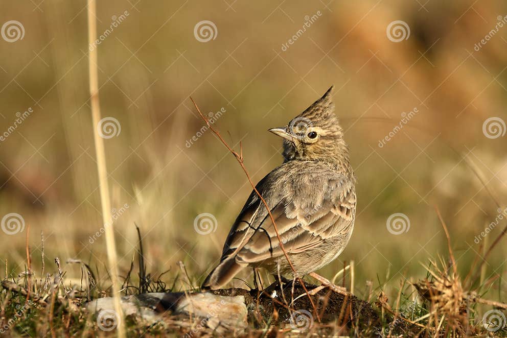 Lark in the Field in Autumn Stock Photo - Image of claws, river: 259253140