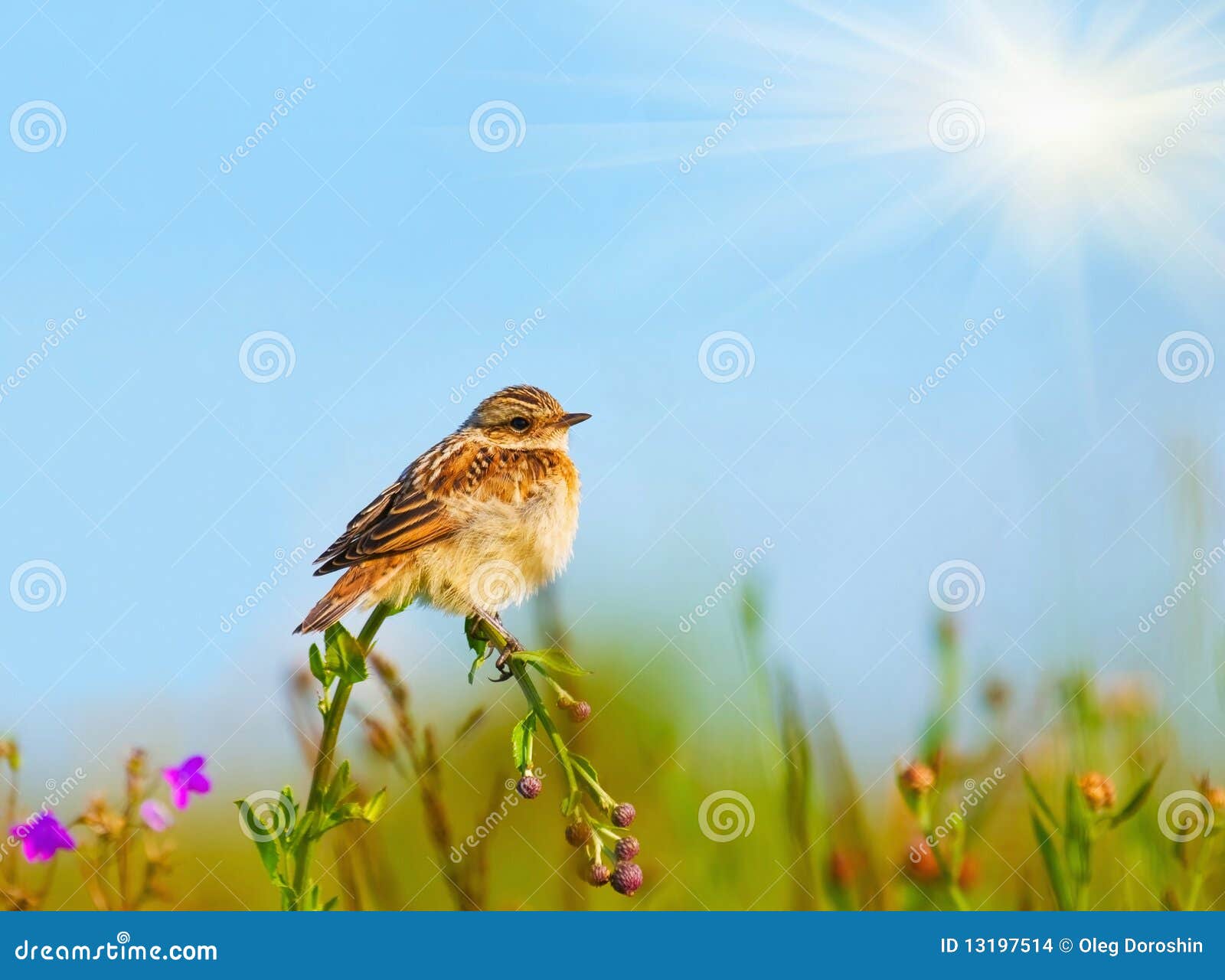 186 Lark Sun Stock Photos - Free & Royalty-Free Stock Photos from ...