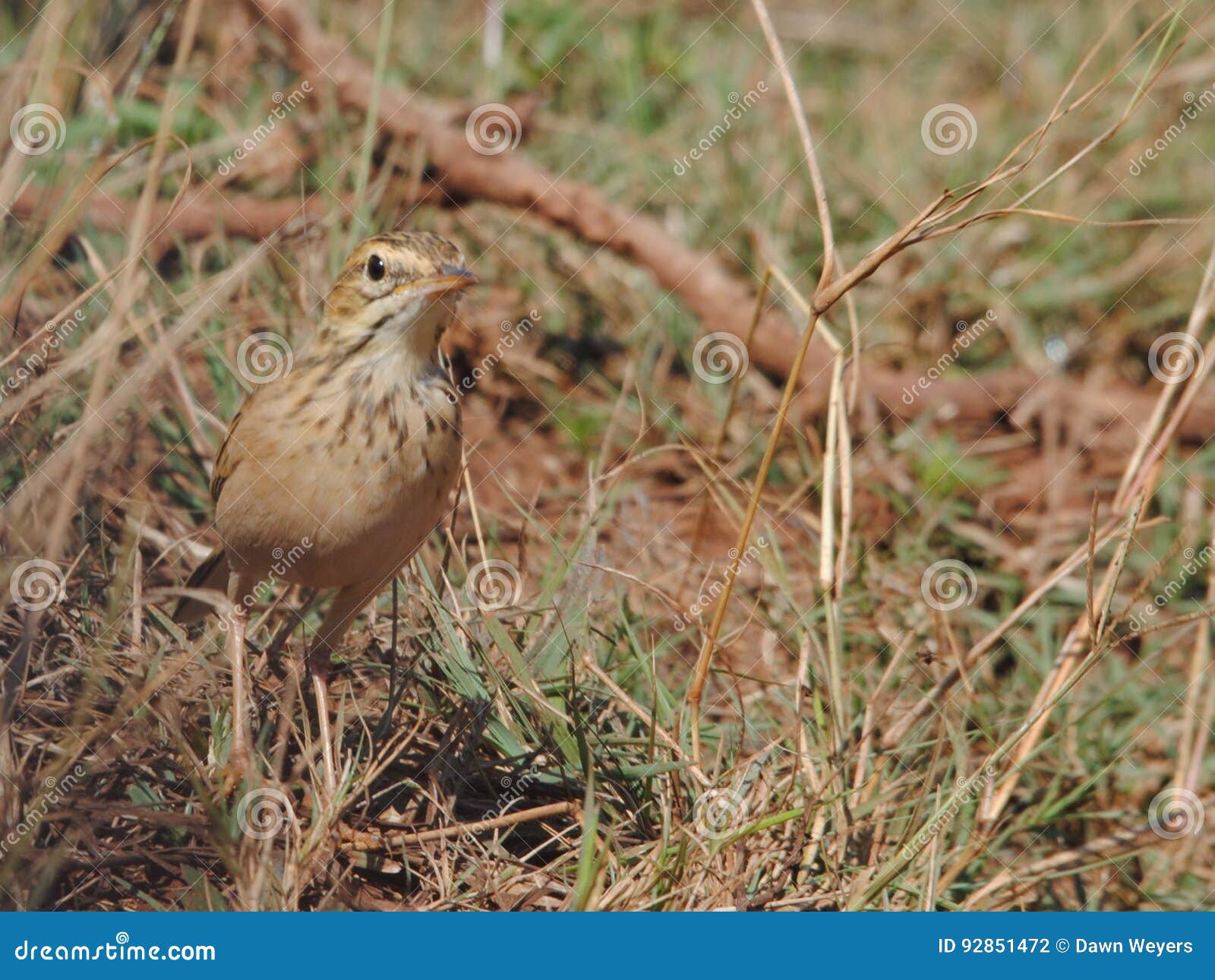 Lark in the morning stock photo. Image of foraging, morning - 92851472