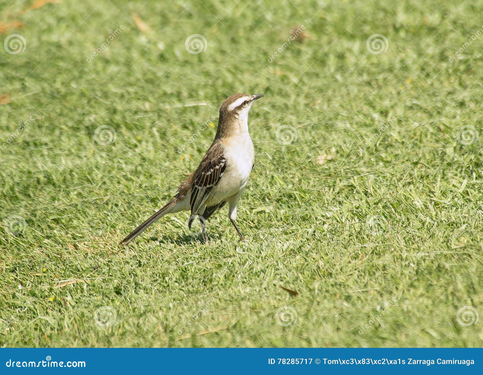 Lark Perched on the Grass Field Stock Image - Image of lake, grass ...