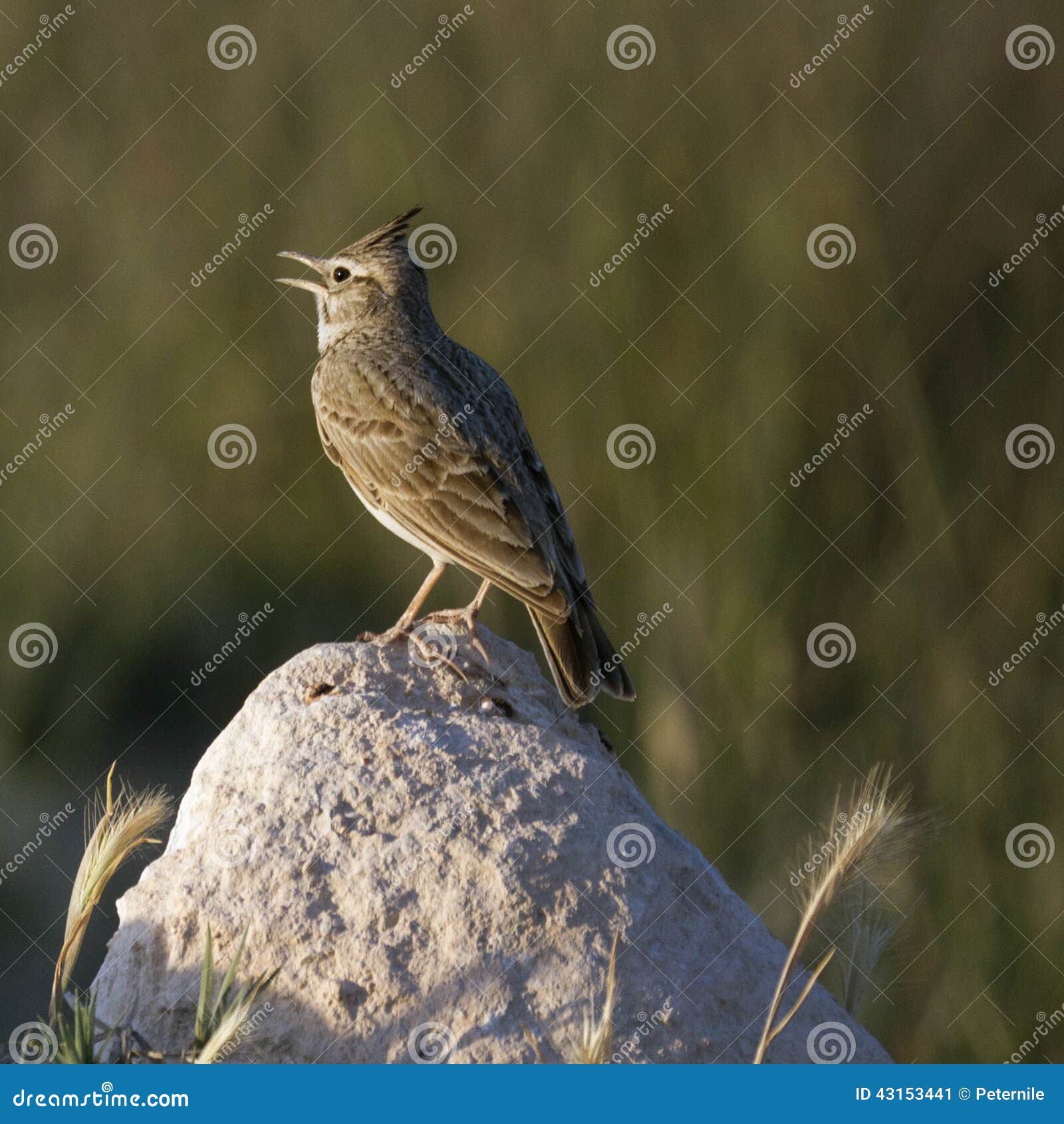 Lark singing on a stone stock image. Image of singing - 43153441