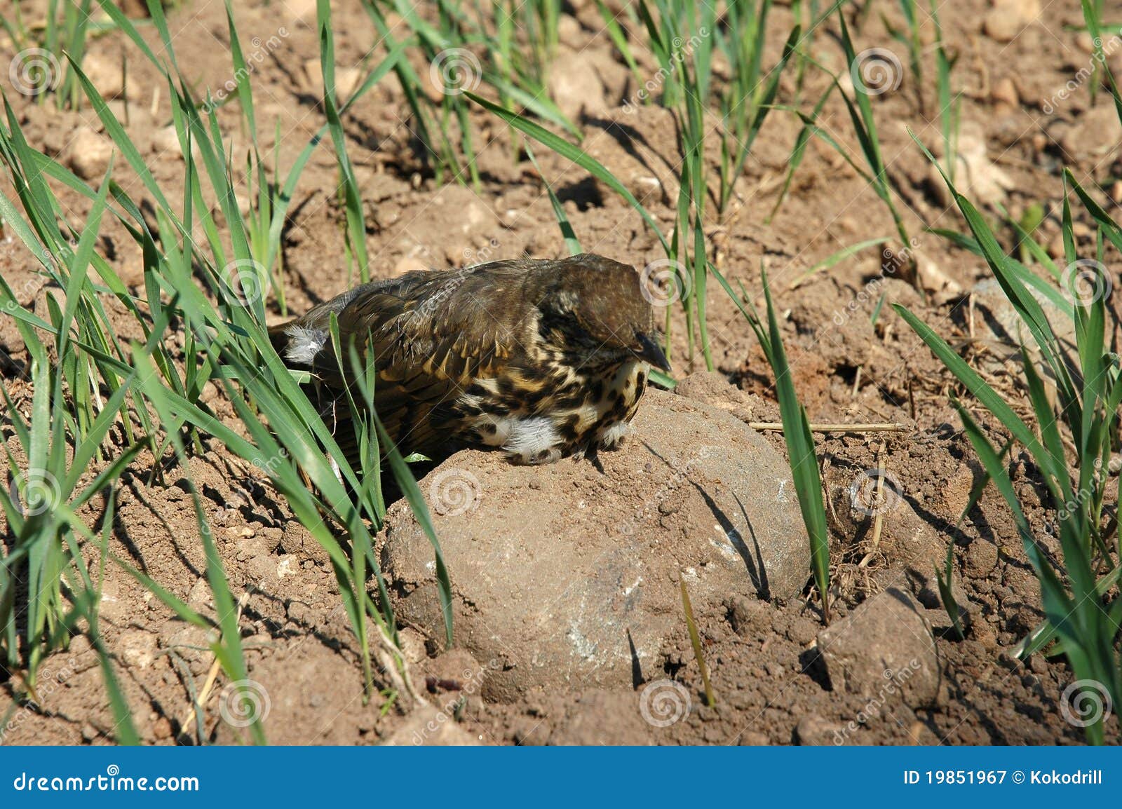 Lark Sits on a Stone in Field Stock Image - Image of cheerful, bright ...