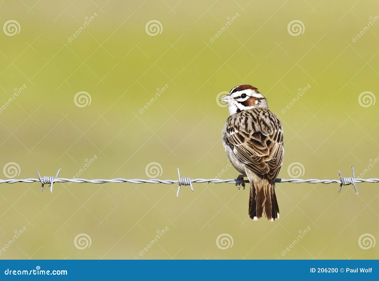 Lark Sparrow on Barbed Wire Stock Photo - Image of hill, bird: 206200
