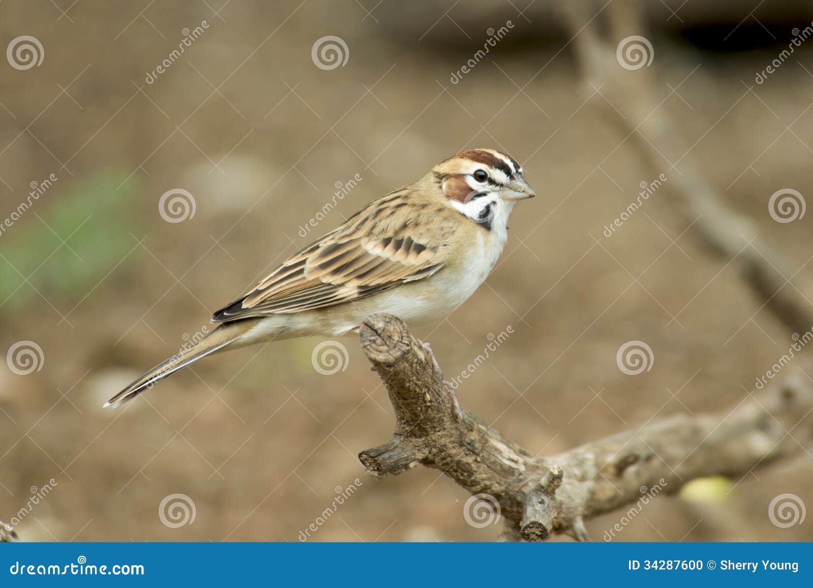 Lark Sparrow stock photo. Image of spring, song, environment - 34287600