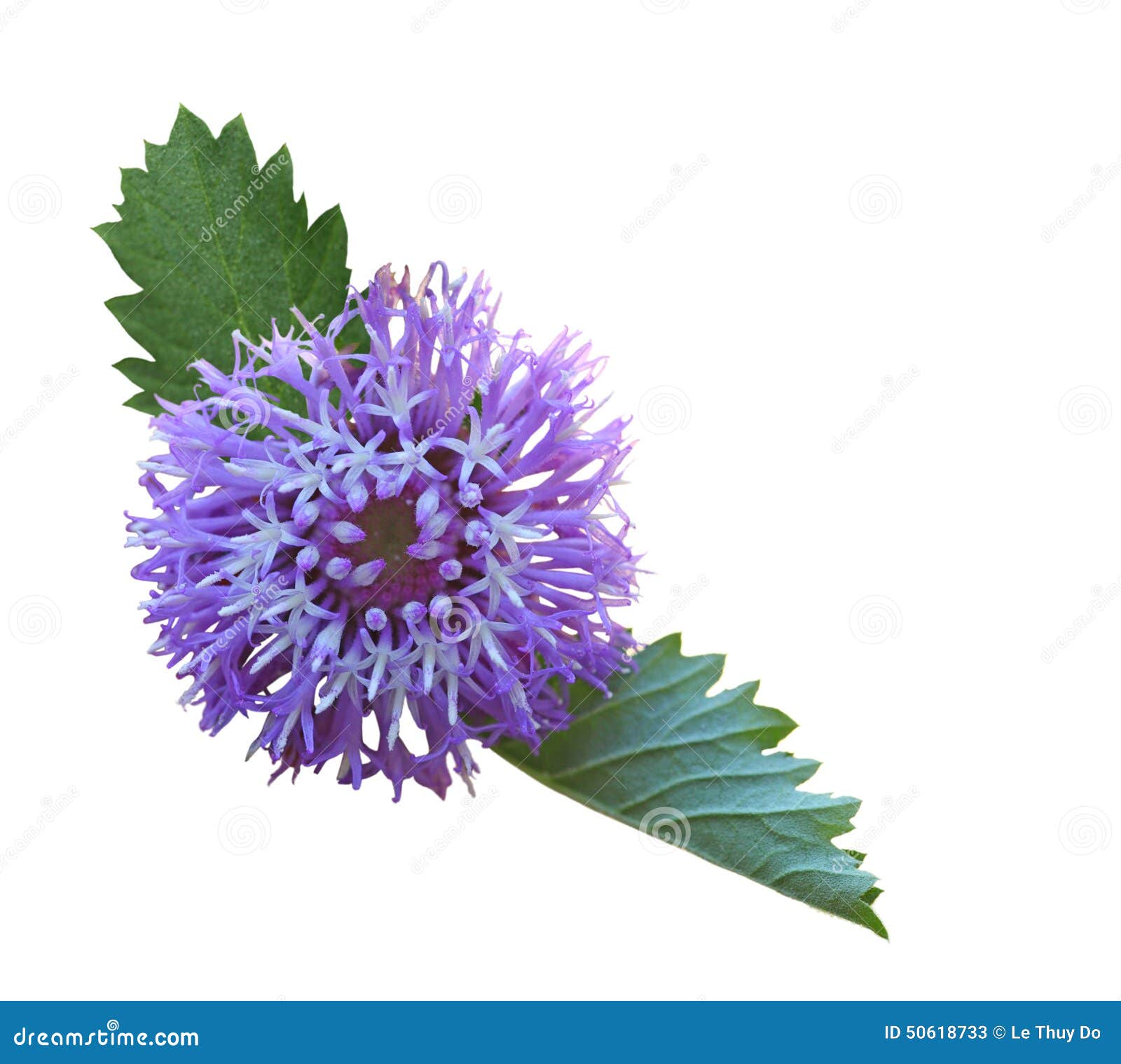 Larkdaisy Flower stock image. Image of white, asteraceae - 50618733