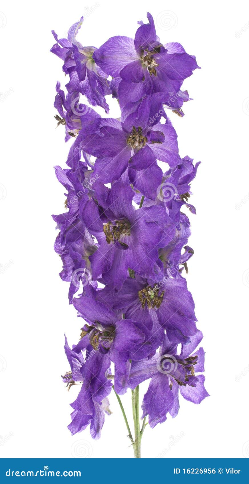 Larkspur stock photo. Image of depth, saturated, color - 16226956