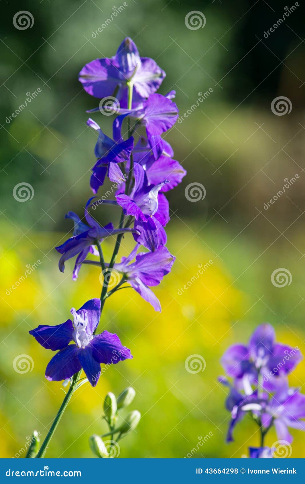 Larkspur stock photo. Image of delphinium, larkspur, yellow - 43664298