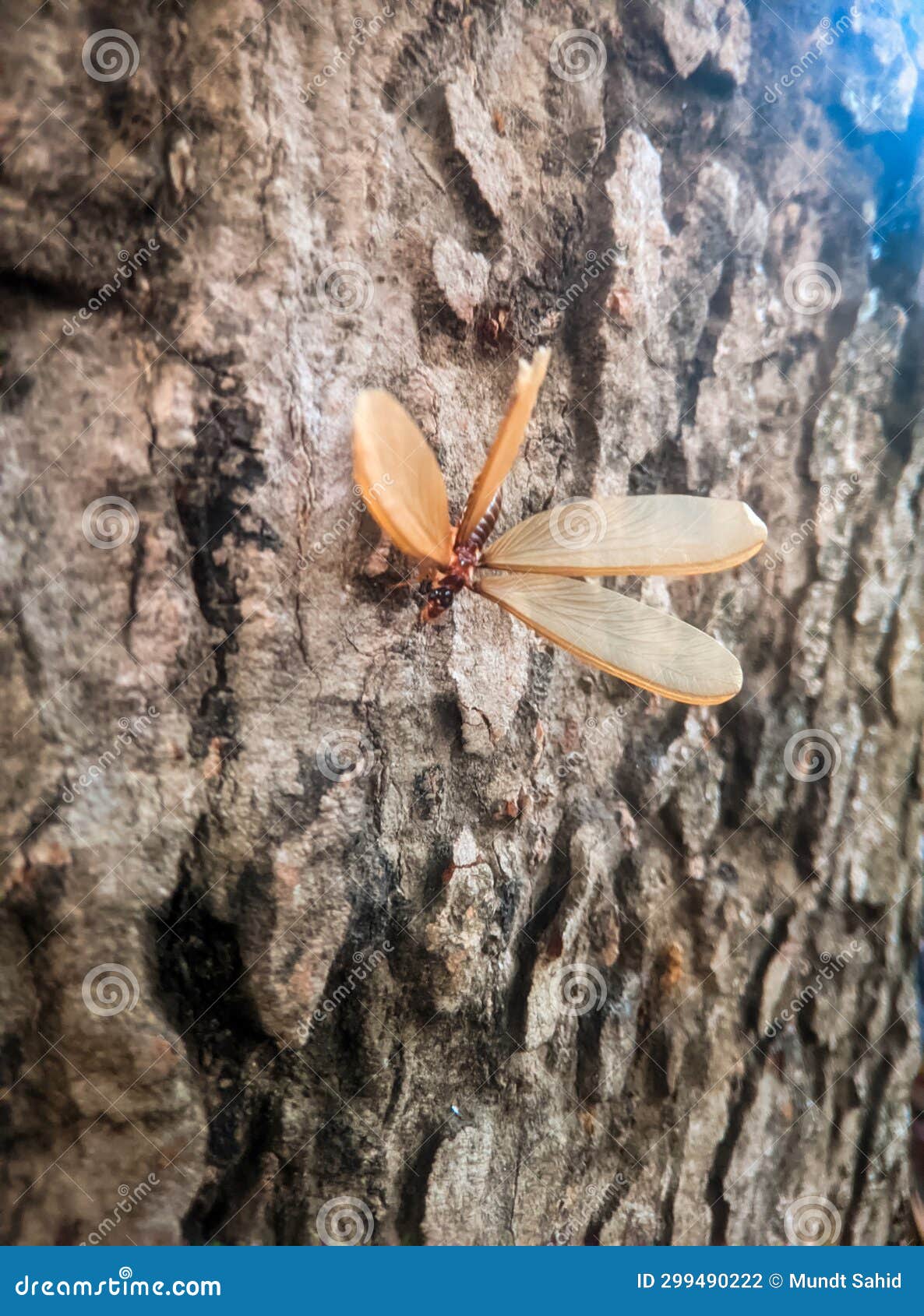 Animals Perch on Tree Trunks Stock Photo - Image of wings, perched ...