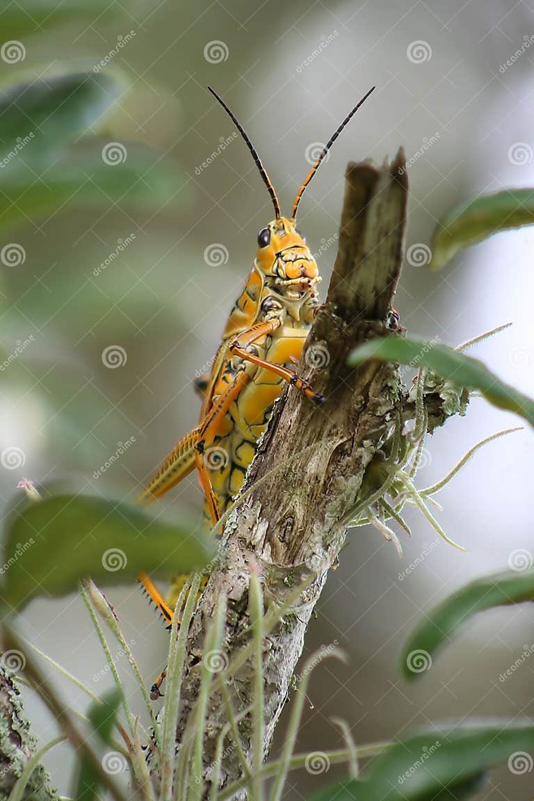 Larry the Locust stock photo. Image of tree, branch, ouside - 997164