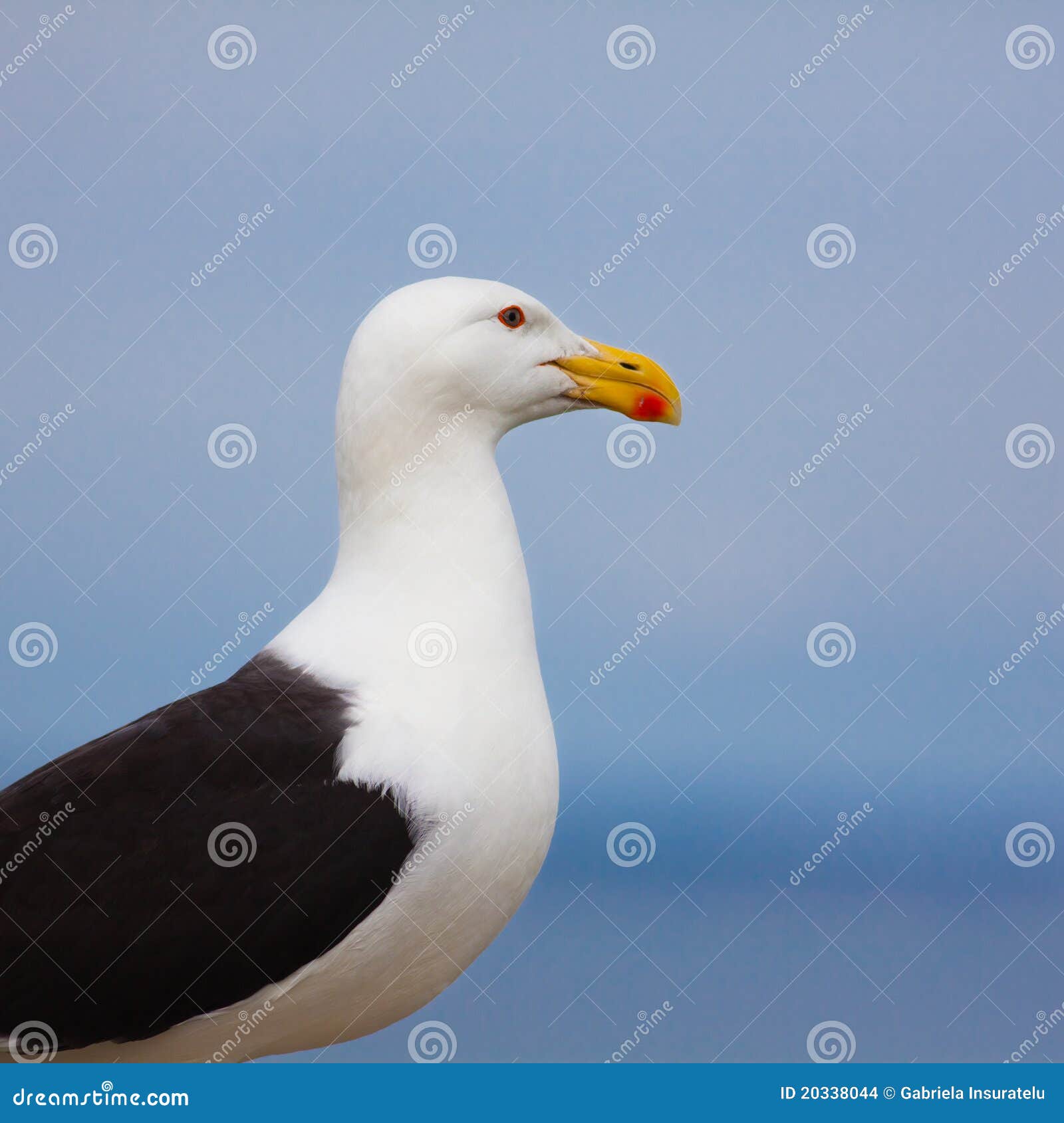 Larus Marinus stock photo. Image of marinus, colour, larus - 20338044