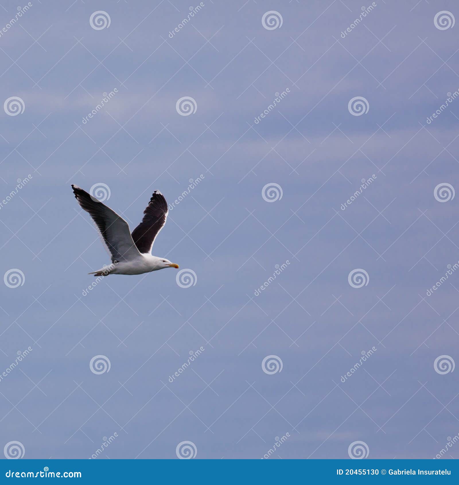 Larus Marinus stock photo. Image of larus, fauna, spring - 20455130