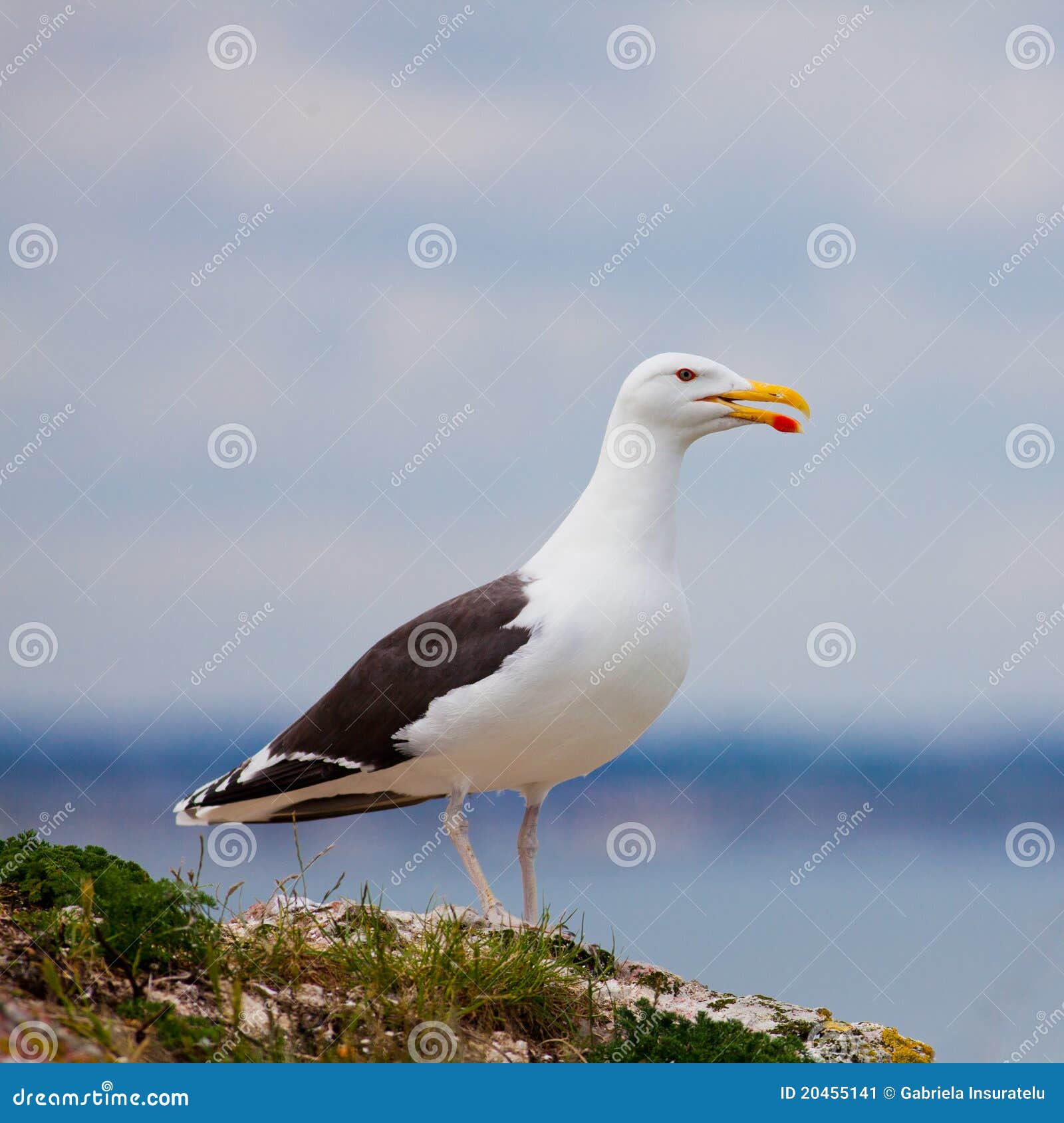 Larus Marinus stock image. Image of spring, birdwatching - 20455141