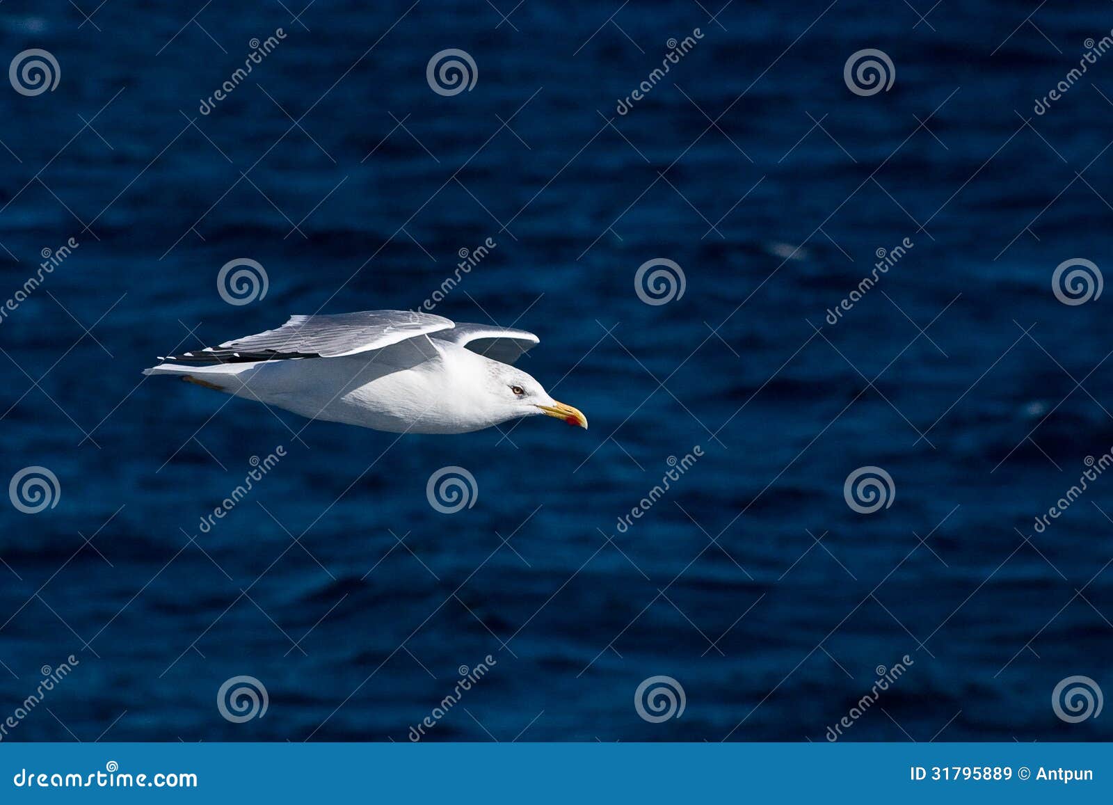 Larus michahellis stock image. Image of white, argentatus - 31795889