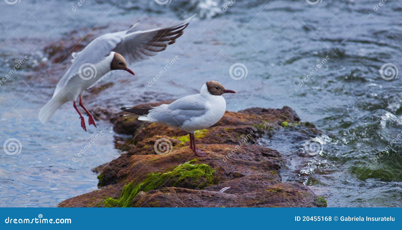 Larus ridibundus stock photo. Image of seagull, ridibundus - 20455168