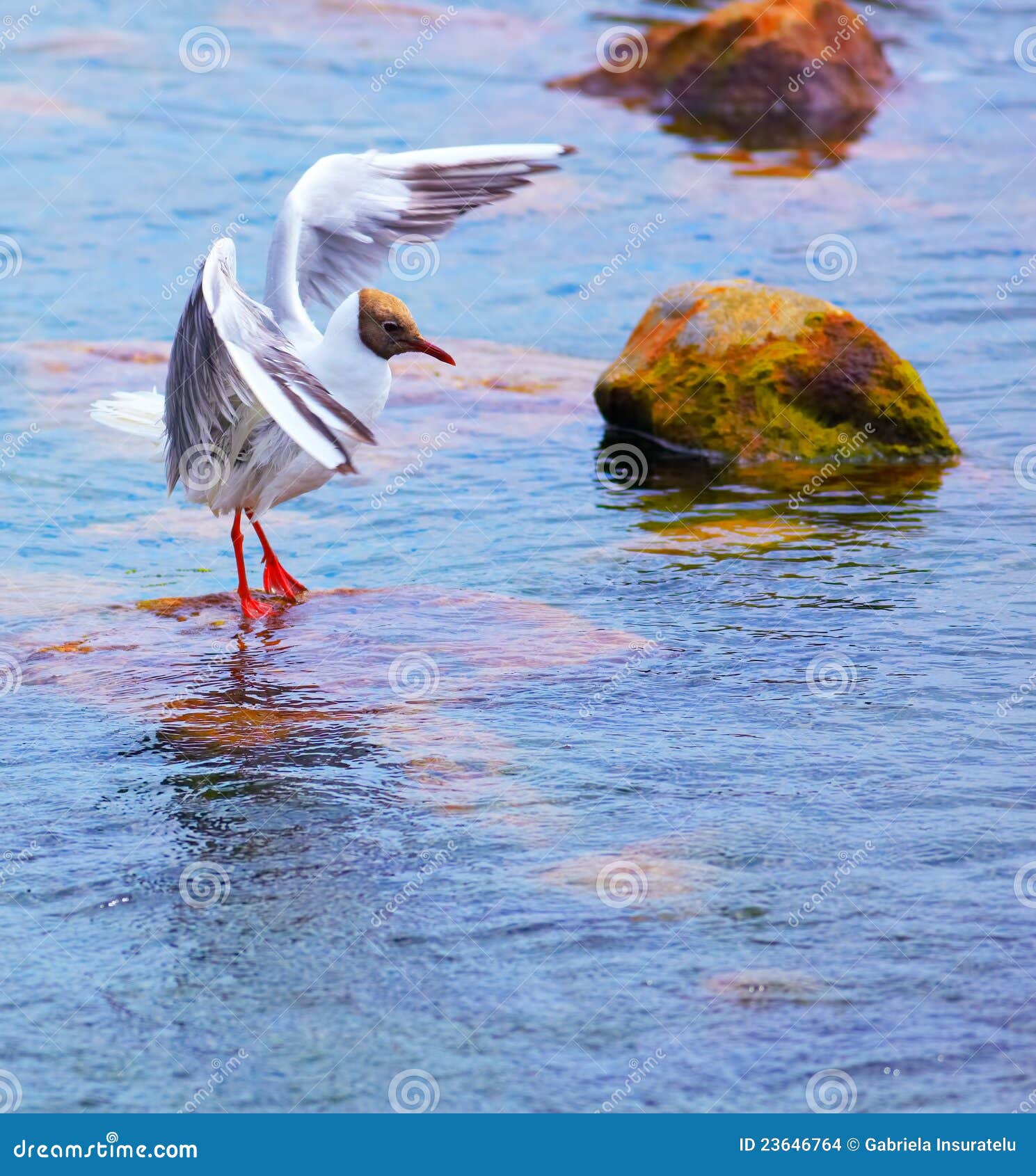 Larus ridibundus stock photo. Image of water, closeup - 23646764