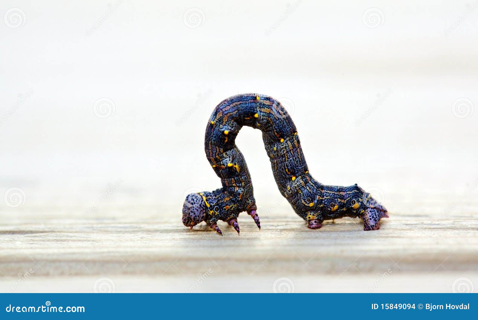 Larva stock photo. Image of butterfly, larva, macro, colors - 15849094