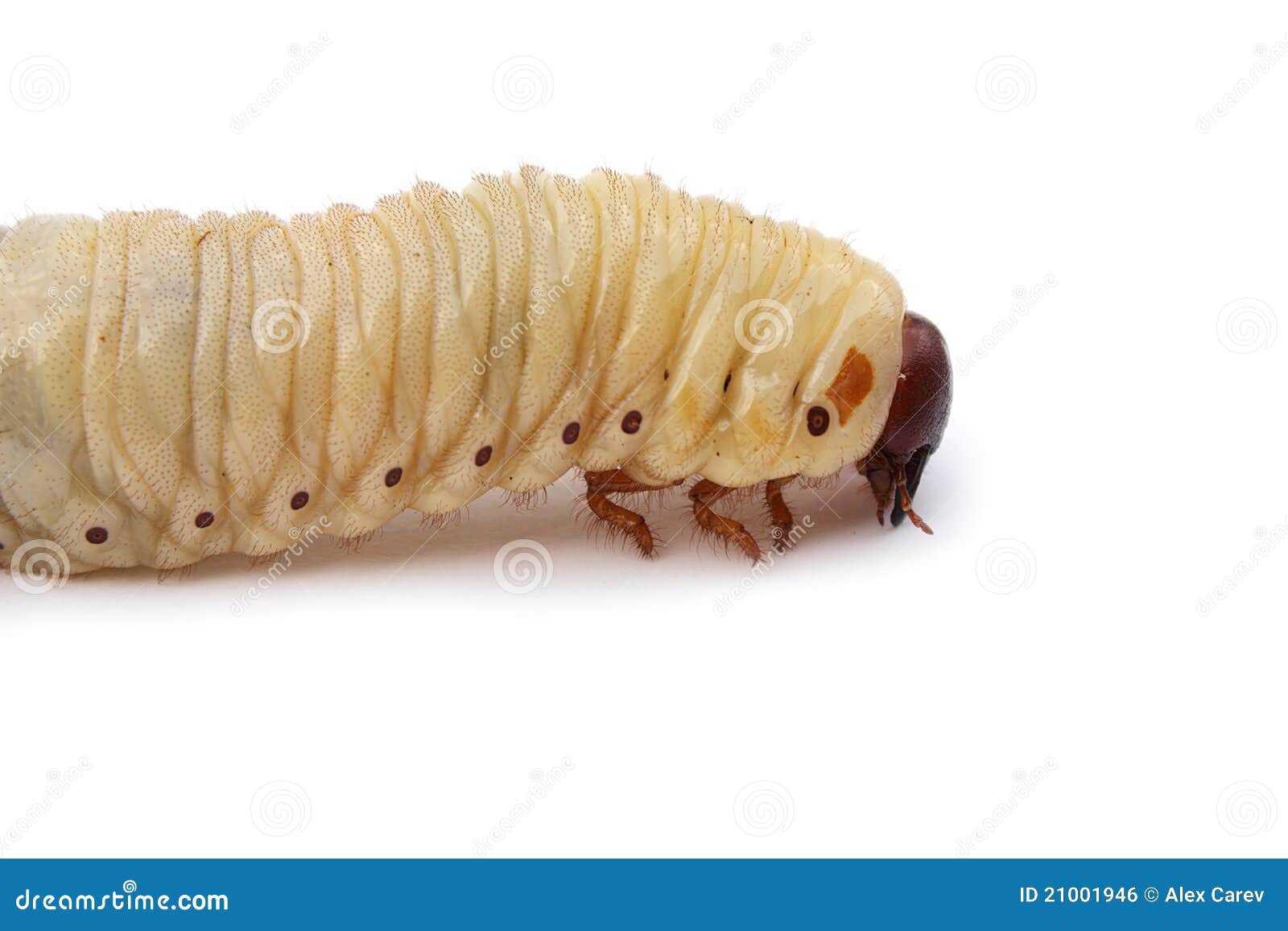 Larva stock photo. Image of nature, wild, larvae, macro - 21001946