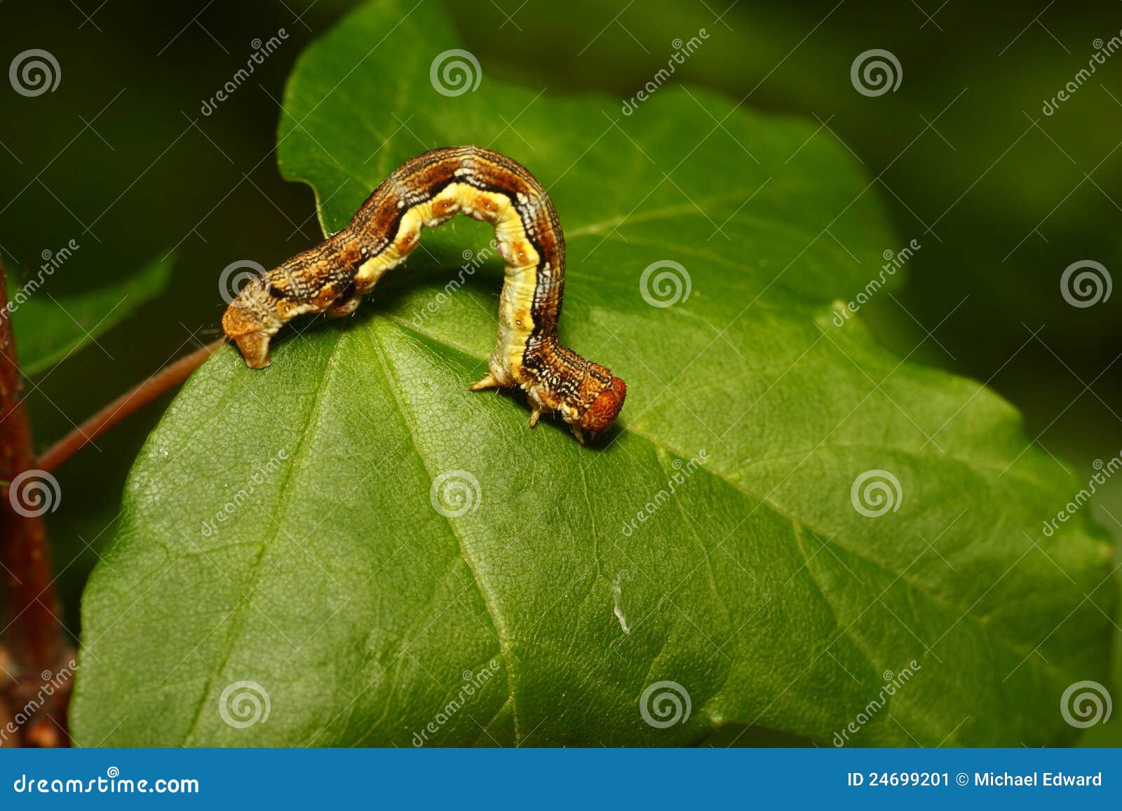 Larva stock image. Image of monarch, fragile, larve, start - 24699201