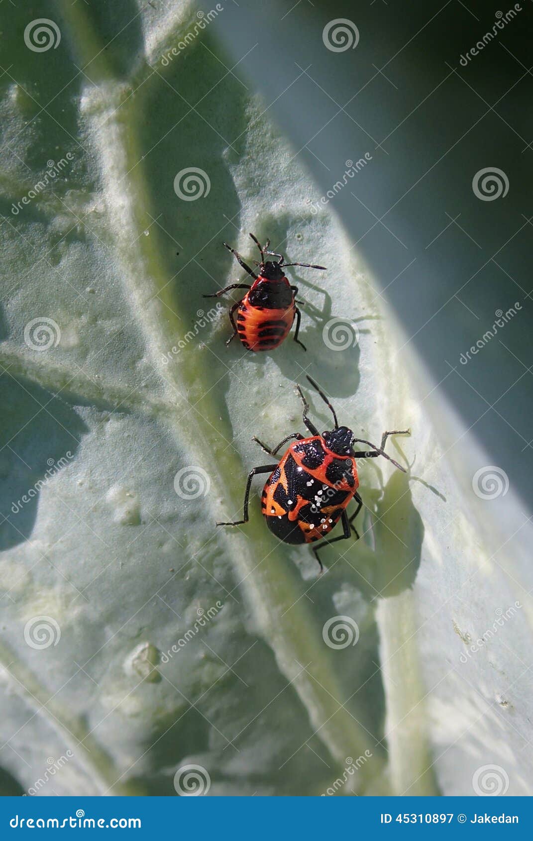 Larva and adult stock image. Image of insect, wild, adult - 45310897