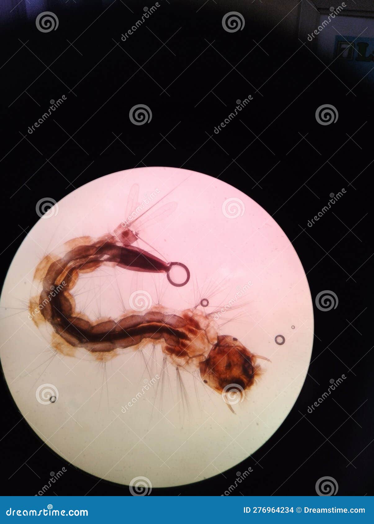 Larva Aedes Aegypty Microscope Laboratory Stock Photo - Image of ...