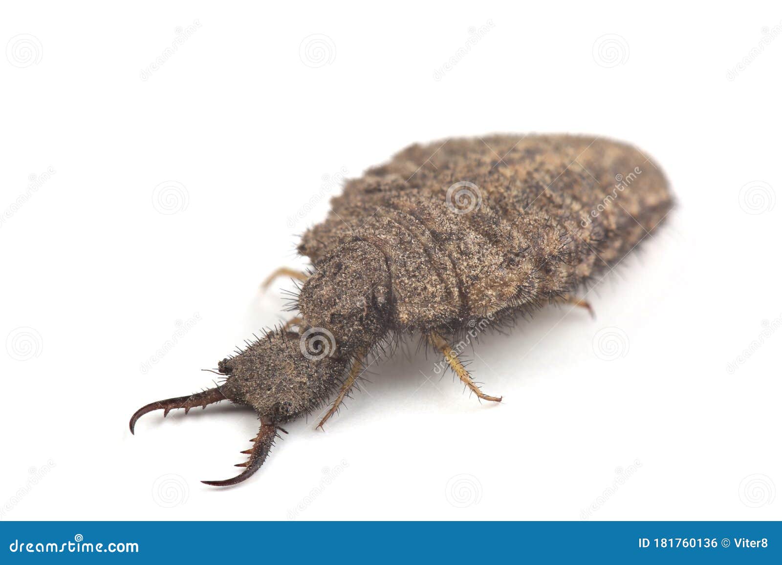 Antlion Neuroptera , Family Myrmeleontidae Stock Image | CartoonDealer ...