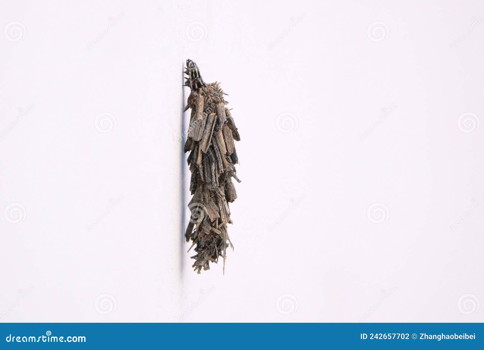 Bagworm Moth Psychidae Larva With Best Architectural Design Royalty ...
