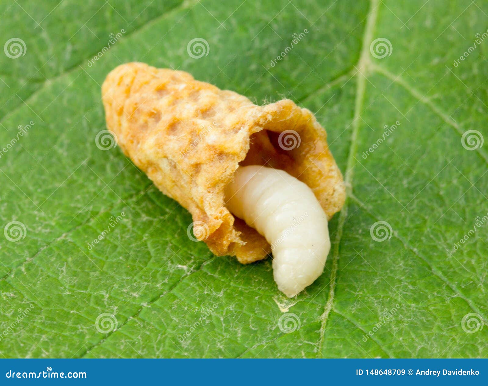 Queen Bee Larvae Royal Jelly Wikipedia