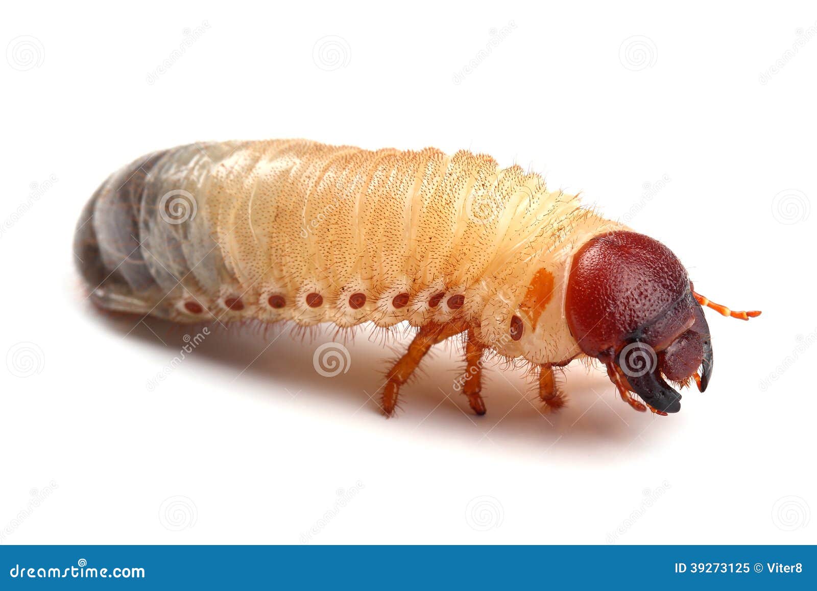 The Larva Of A Beetle Royalty-Free Stock Photography | CartoonDealer ...