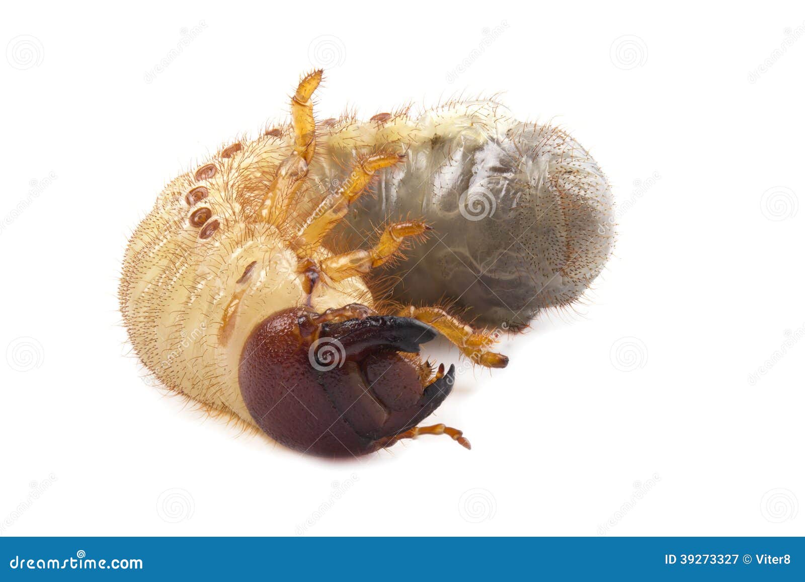 The Larva Of A Beetle Of The Family Staphylinidae, Rove Beetles Under ...