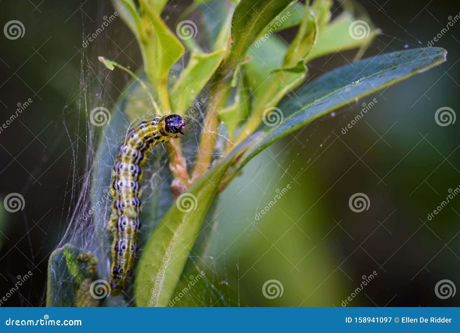 Larva Boxtree Moth stock image. Image of moth, insect - 158941097