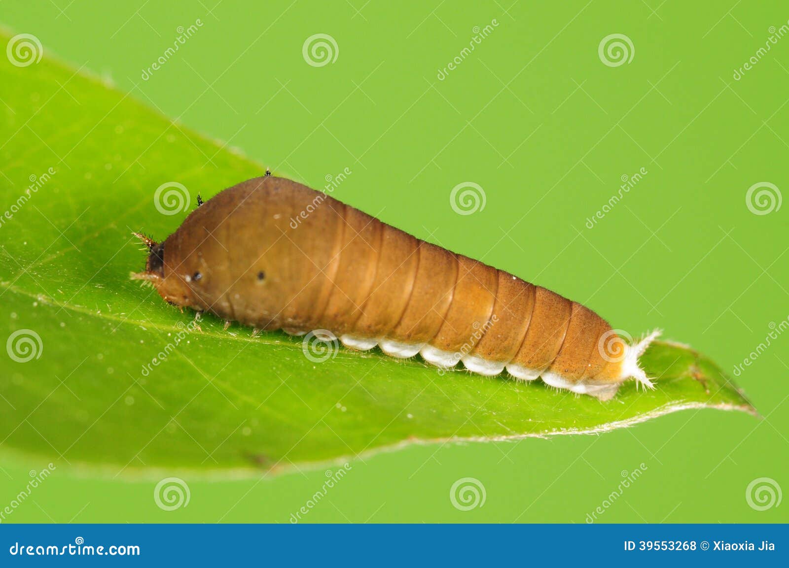 LARVA stock photo. Image of spring, plant, close, beauty - 39553268