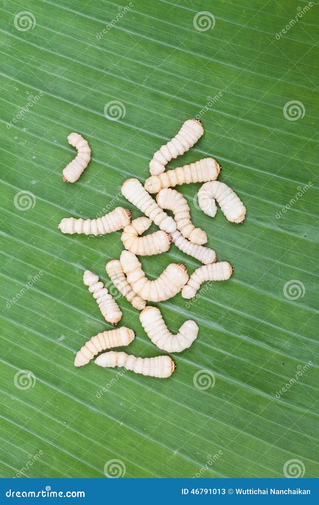 Larva of bug stock image. Image of animal, white, beetle - 46791013