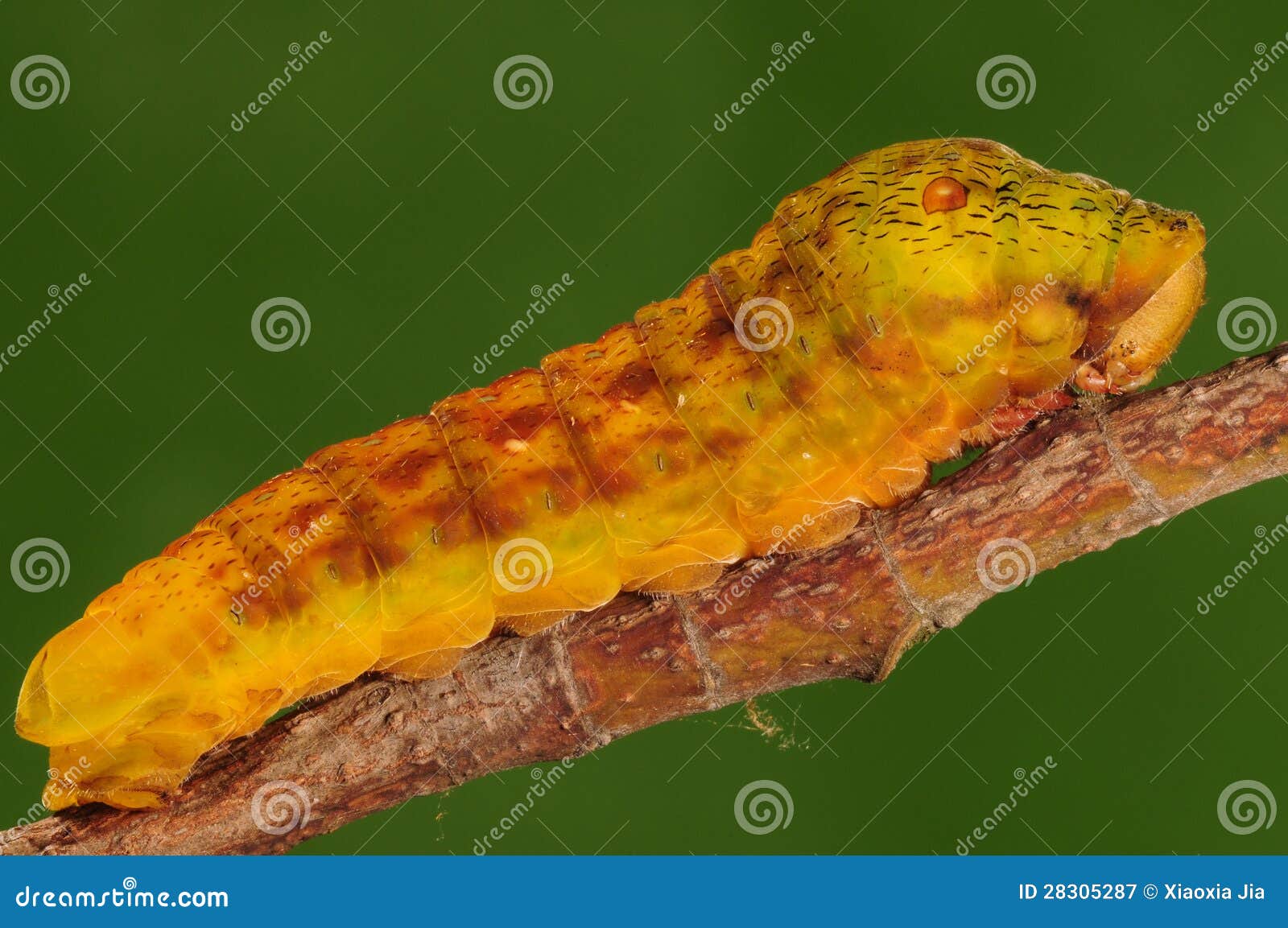 Larva of butterfly stock image. Image of china, ecophotos - 28305287