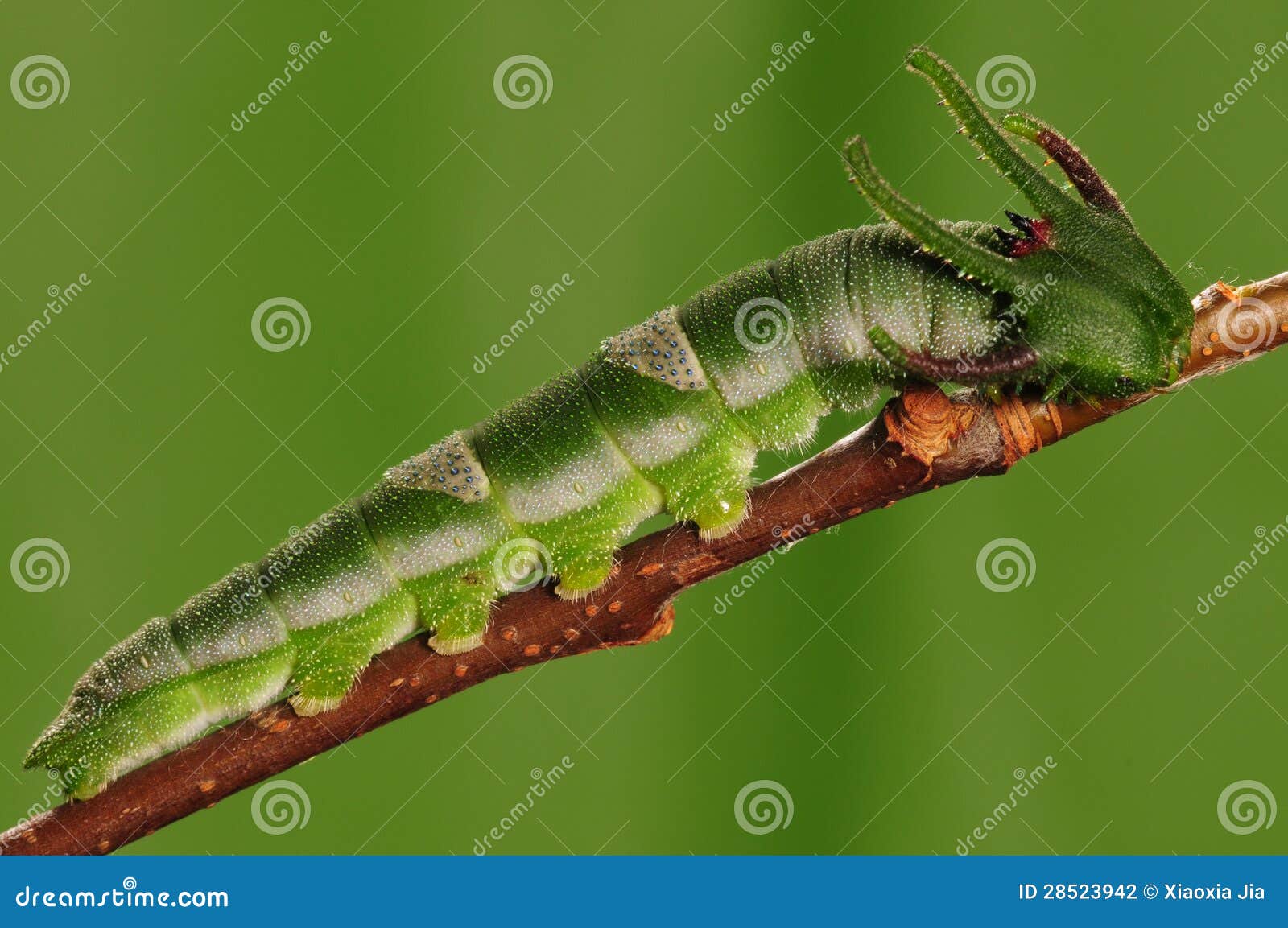 Larva of butterfly stock photo. Image of aureus, male - 28523942