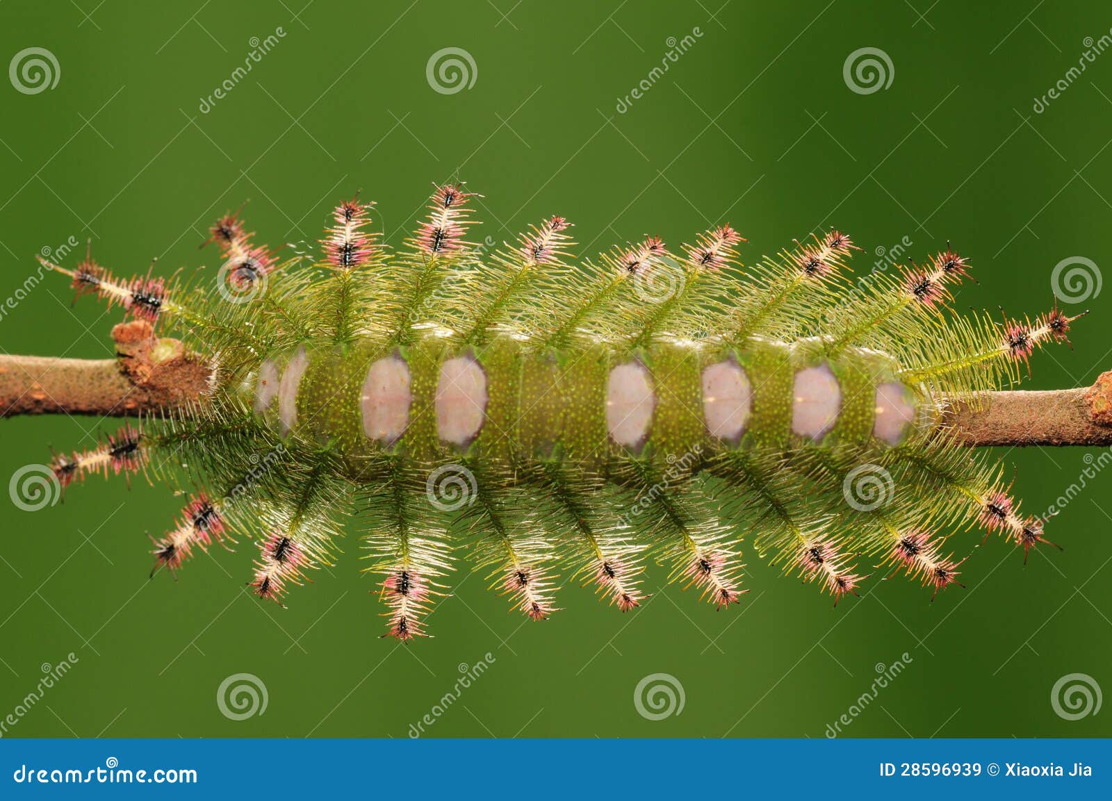Larva of butterfly/green stock image. Image of gardens - 28596939