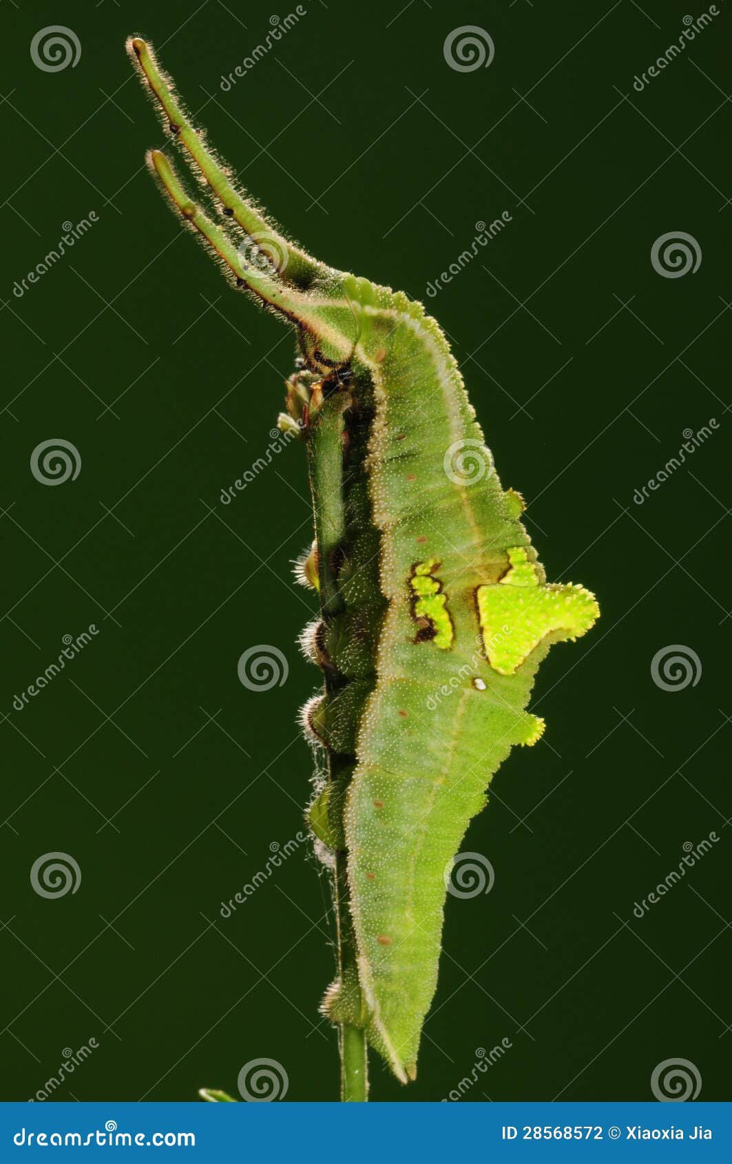 Larva of Butterfly/Helcyra Superba/green Stock Photo - Image of harmony ...