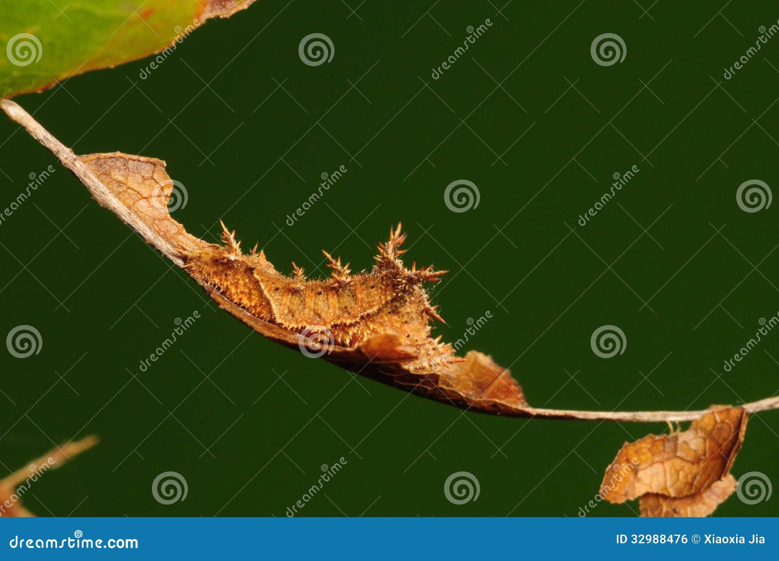 Larva of Butterfly, Neptis Philyra Stock Photo - Image of brown ...